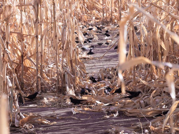 Crows in corn field stock photo. Image of agriculture - 255967356