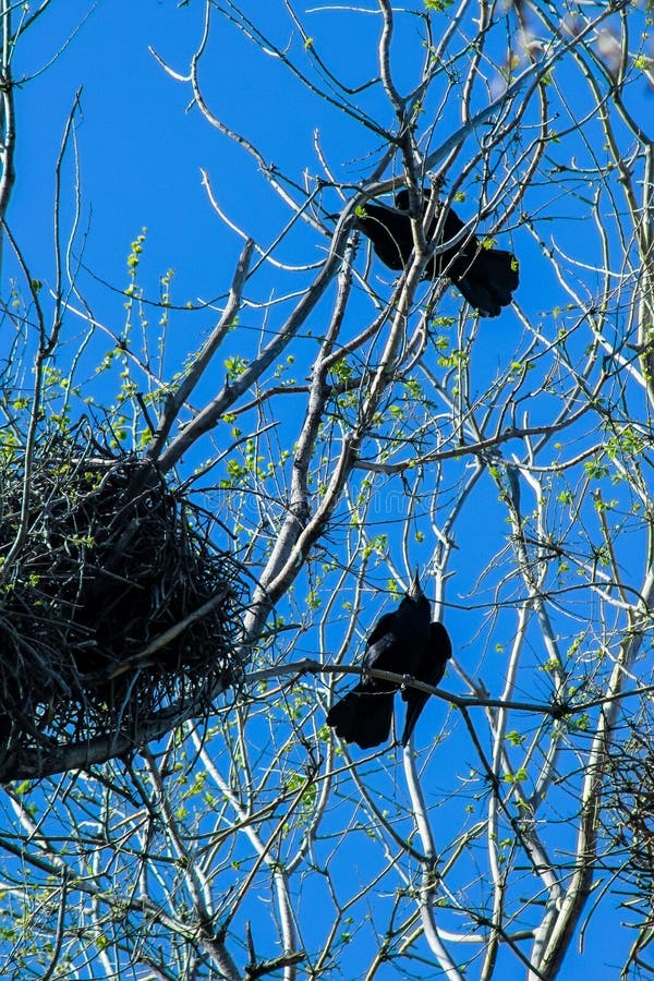 Crows and Crow`s Nests on Trees Stock Photo - Image of botany, bird ...