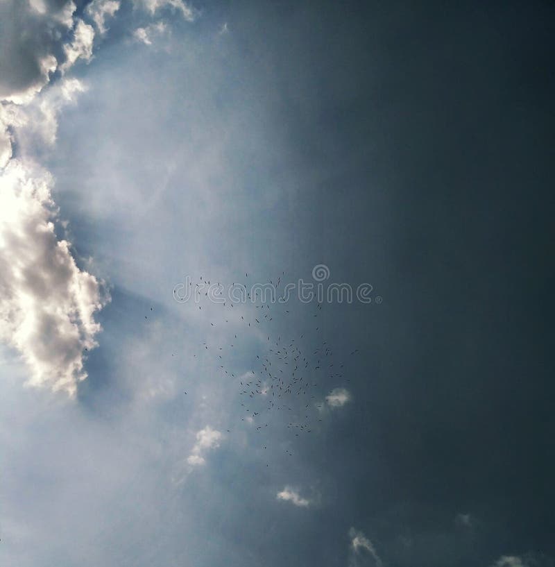 Crows Dance stock image. Image of colleagues, height - 125808383