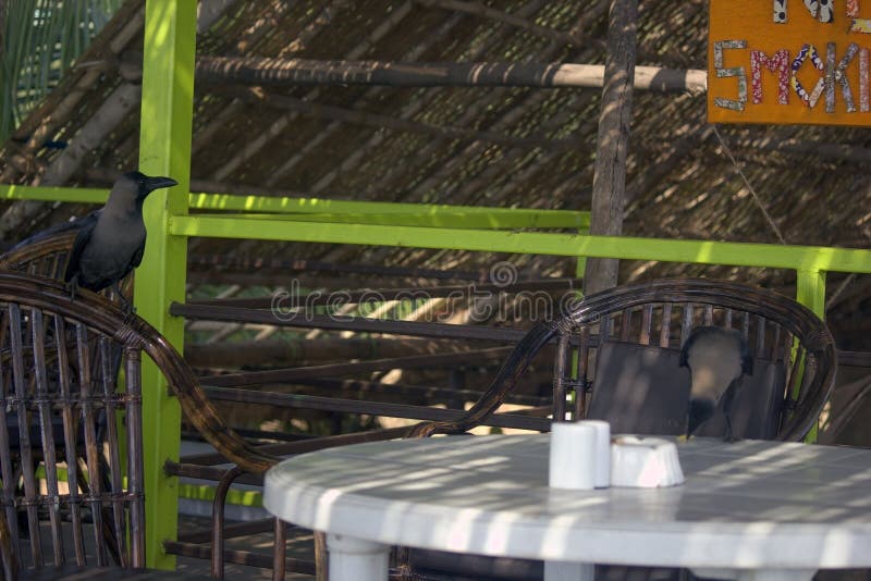 Crows Dining in a Beach Restaurant Stock Photo - Image of field, beak ...