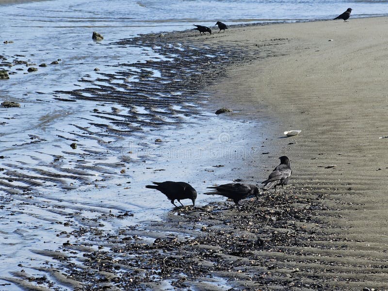 Crows Eating Shellfish on a Beach Stock Image - Image of water, crows ...