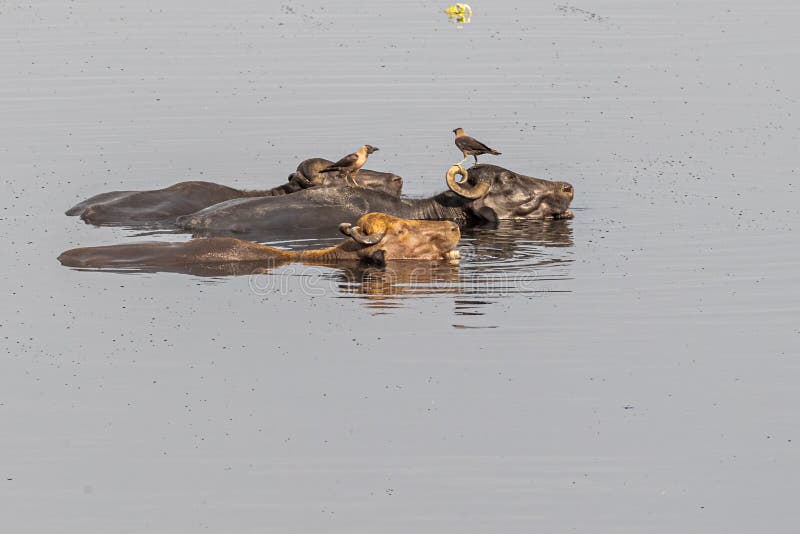Crows Enjoying Buffalo Ride Stock Photo - Image of collection, national ...