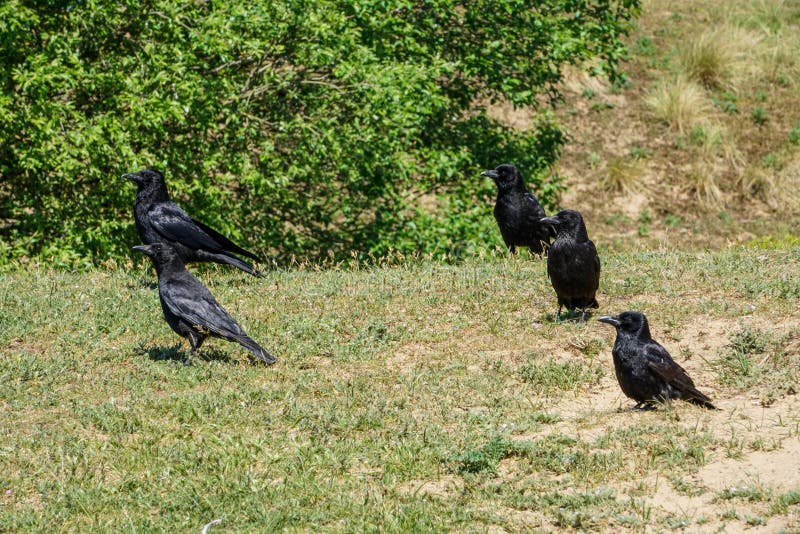 Crows Enjoying the Sun at Formby in the UK Stock Image - Image of field ...