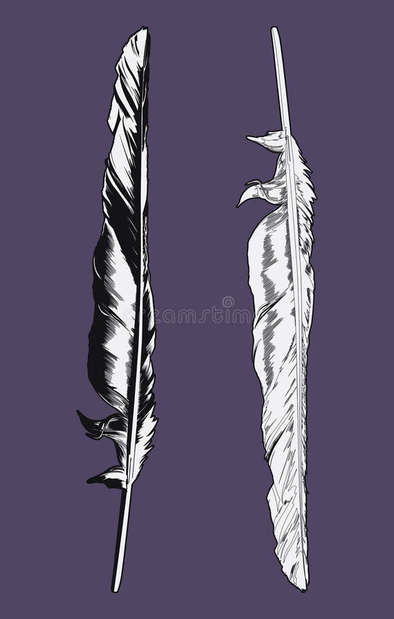 Crows Feather stock vector. Illustration of nature, feather - 58486079