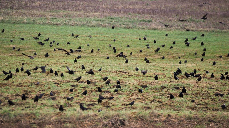 Crows on Field stock image. Image of brown, colors, distant - 49765221