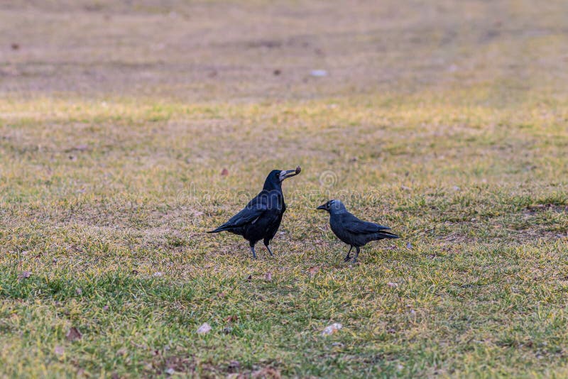 Crows in a Field Covered in the Grass Under the Sunlight with a Blurry ...