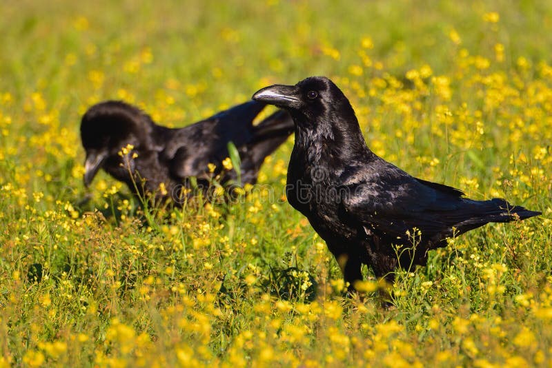 Crows in a Field of Flowers. Stock Image - Image of corvus, wildlife ...