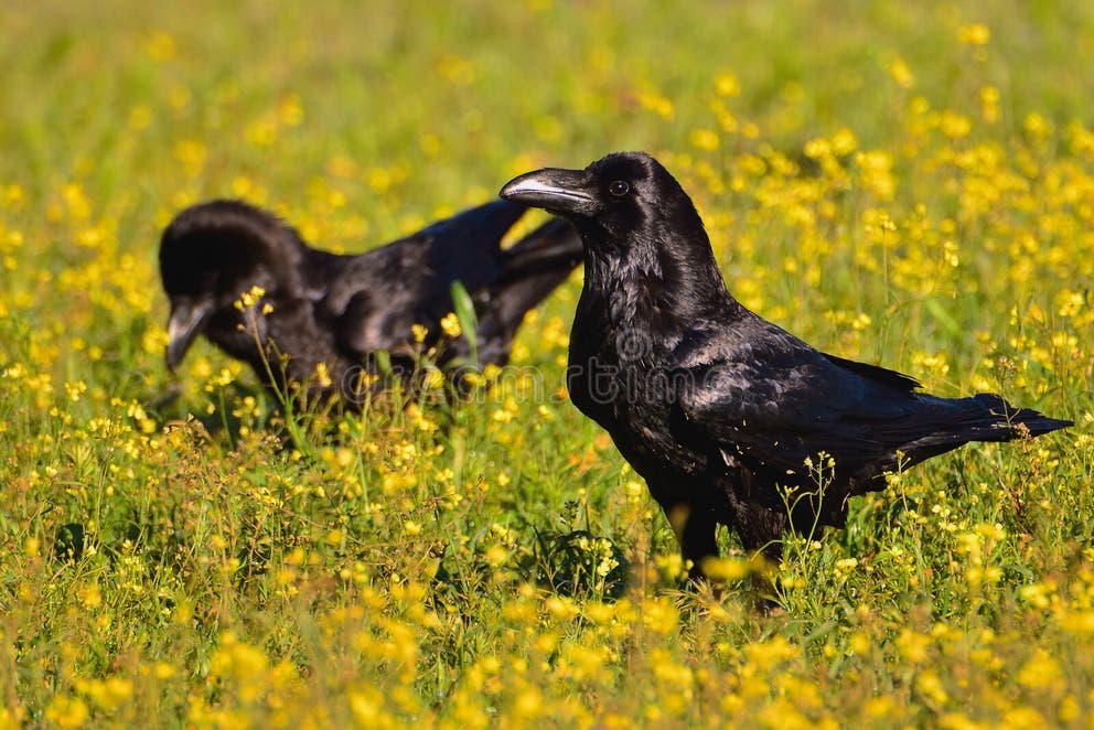 Crows in a Field of Flowers. Stock Image - Image of corvus, wildlife ...