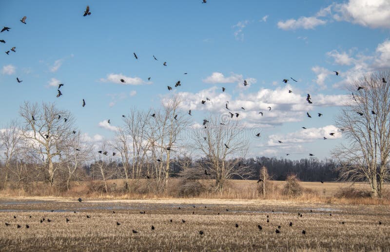 Crows in Flight Over a Field Stock Image - Image of black, silhouette ...