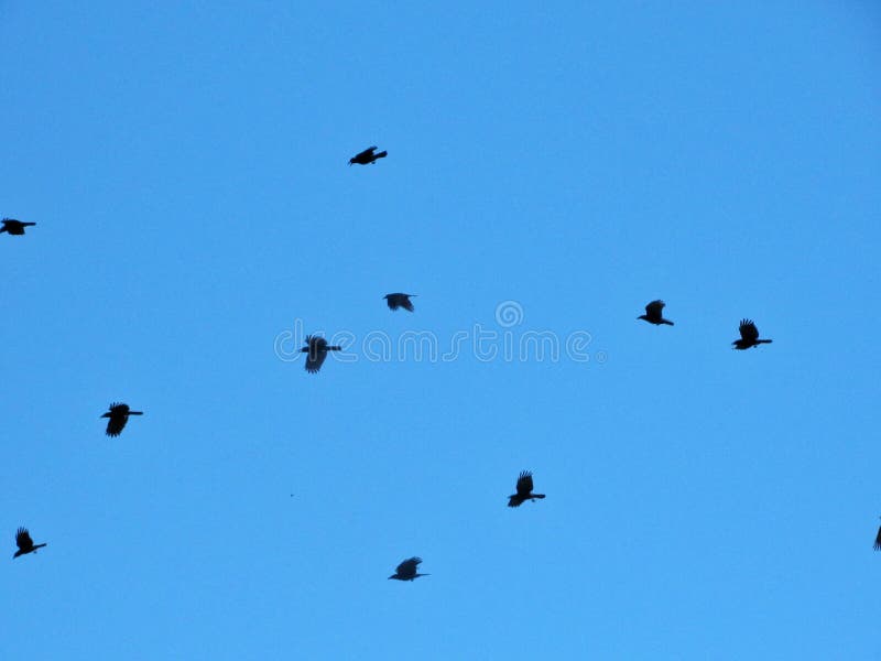 Crows in flight stock photo. Image of blue, crow, flock - 130703386