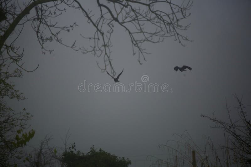 Crows in Flight through Fog Stock Photo - Image of mist, corvid: 300706458