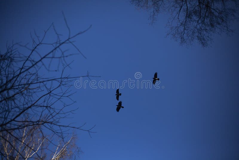 Crows Fly in Flocks Against a Blue Sky. Flight of Birds Stock Photo ...