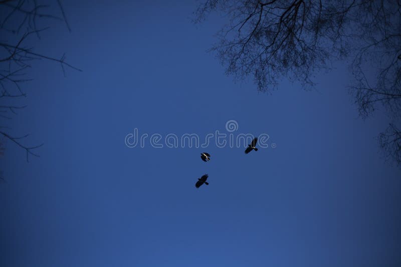 Crows Fly in Flocks Against a Blue Sky. Flight of Birds Stock Photo ...