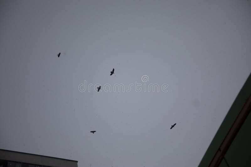 Crows Fly in the Gray Sky. a Flock of Black Crows Stock Photo - Image ...