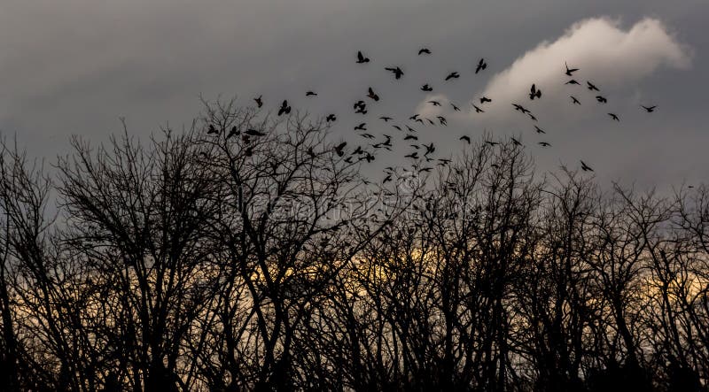 Crows Fly Over the Bare Trees at Sunset Stock Photo - Image of raven ...