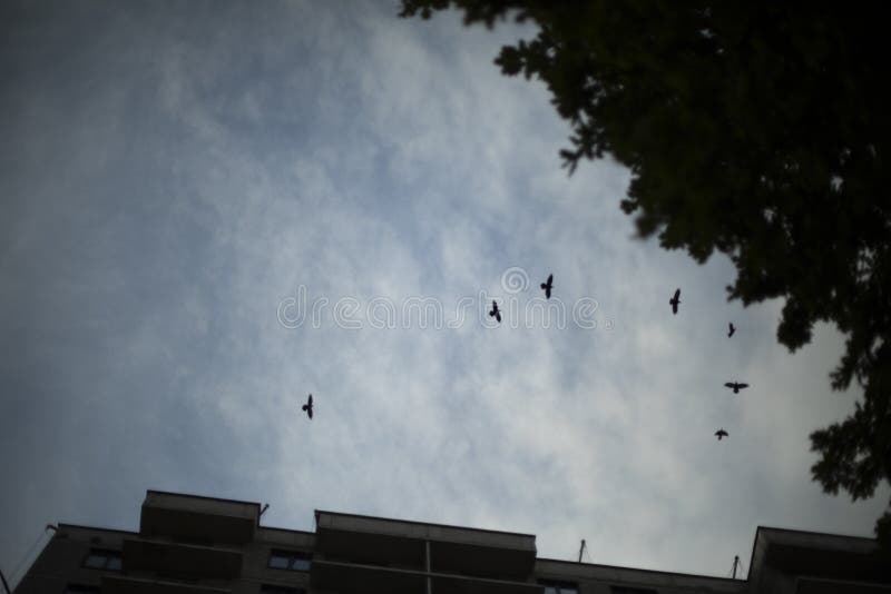 Crows Fly in Sky. Birds Circling Over Building Stock Image - Image of ...