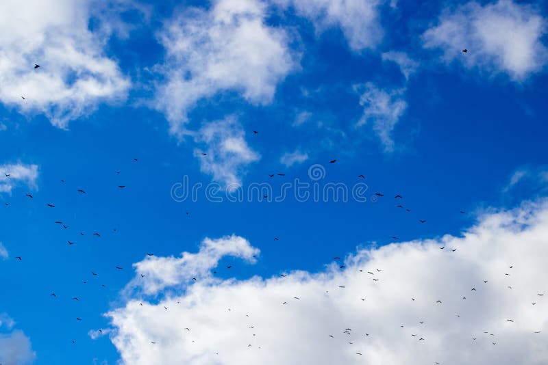 Crows fly in the sky stock image. Image of crow, night - 97312213
