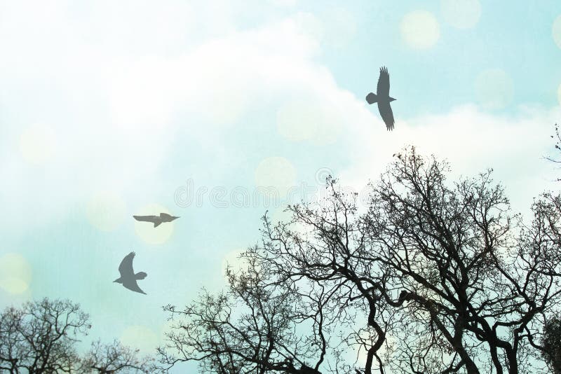 Crows flying above. stock photo. Image of teal, aqua - 37403832