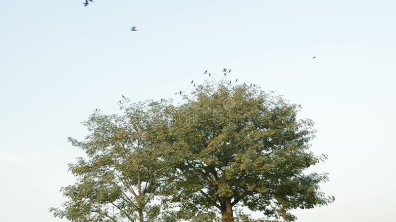 Crows Flying Away from a Tree Stock Video - Video of flying, away: 66395375