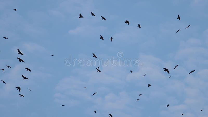 Crows Flying through the Blue Sky Slow Motion Stock Footage - Video of ...