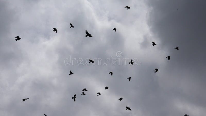Crows Flying on Clouds Sky, Ravens in Flight, Birds in Air, Summer Day ...