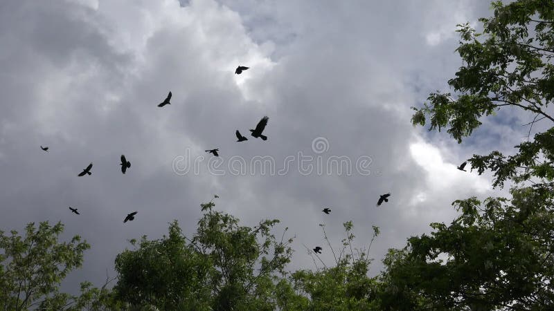 Crows Flying on Cloudy Sky, Flock of Ravens in Flight, Birds in Air ...