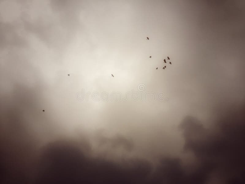Crows flying stock image. Image of storm, crows, high - 129437793