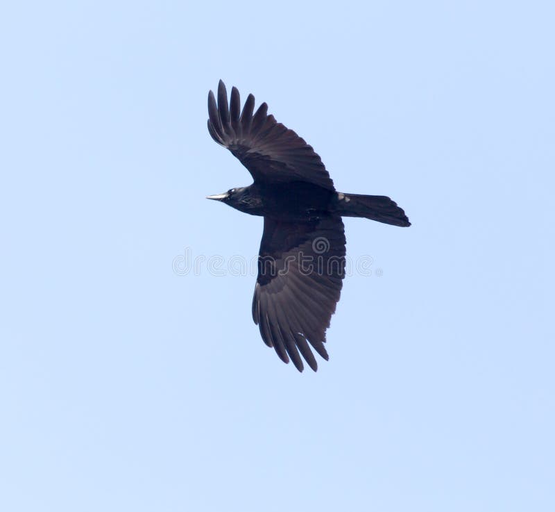 Crows flying in the sky stock image. Image of tree, spring - 105075479