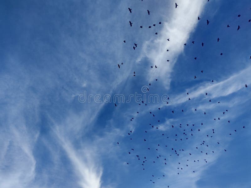 Crows Flying in the Sky in Romania Stock Photo - Image of bird, blue ...