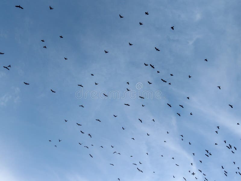 Crows Flying in the Sky in Romania Stock Photo - Image of crow, natural ...