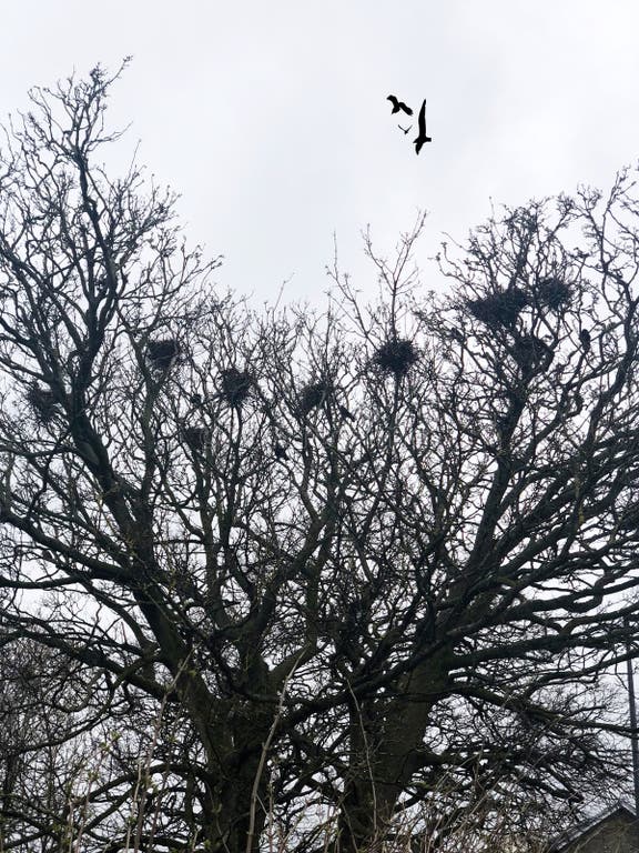 Crows flying in the sky stock photo. Image of crows - 313076230