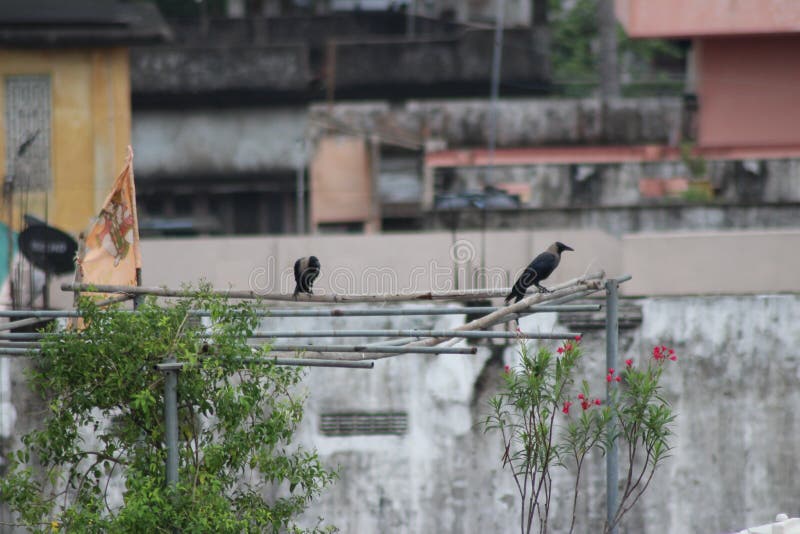 Crows Talking To Each Other Stock Image - Image of wires, group: 42421491
