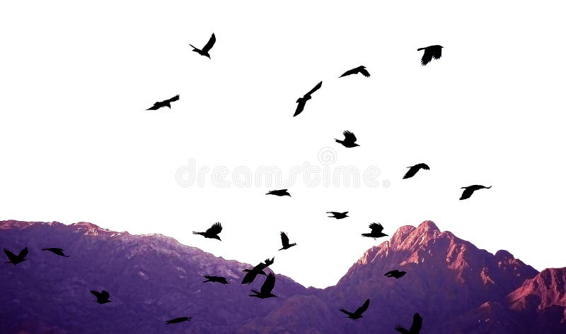 Crows Gang Flying High with Mountain Stock Image - Image of bird ...