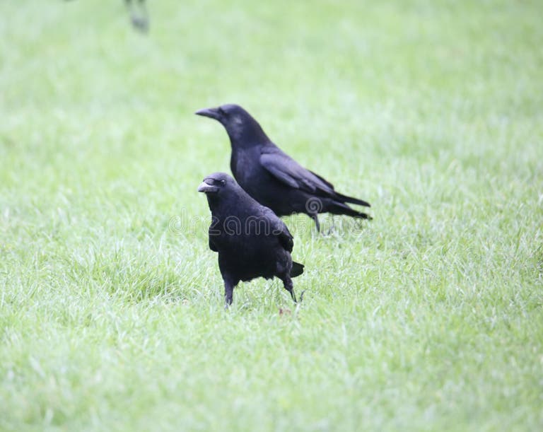 Crows on the grass stock image. Image of birds ...