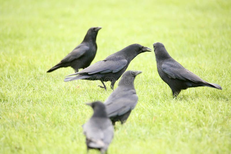 Crows on the grass stock photo. Image of grass, corvus - 355282024