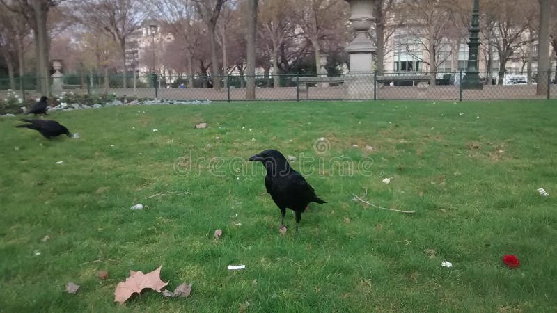 Crows in the Grass in a Square Stock Photo - Image of bird, eating ...