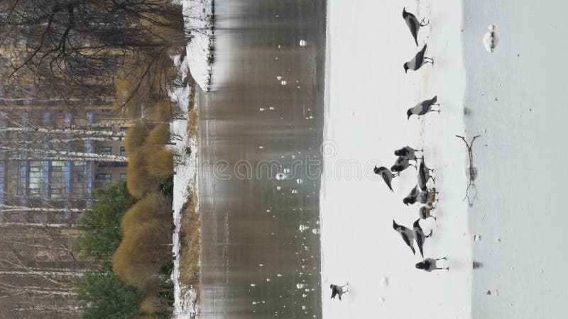 Crows on an Ice Floe in the Park Peck at the Corpse of Another Bird ...