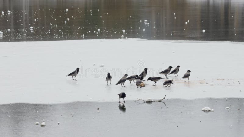 Crows on an Ice Floe in the Park Peck at the Corpse of Another Bird ...