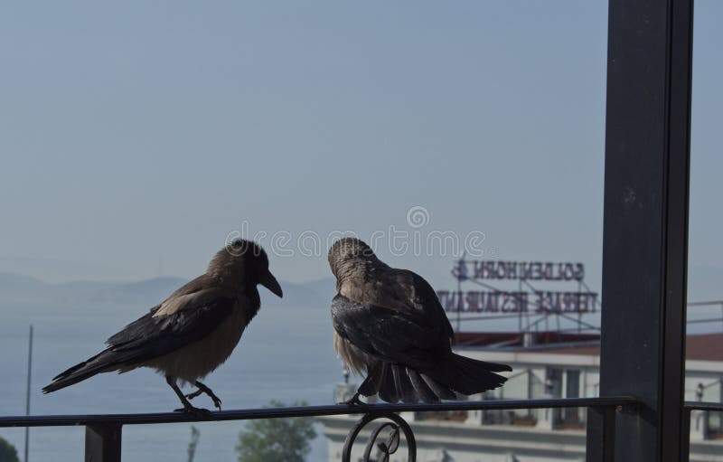 Crow in Istanbul stock image. Image of closeup, ahmet - 144427665