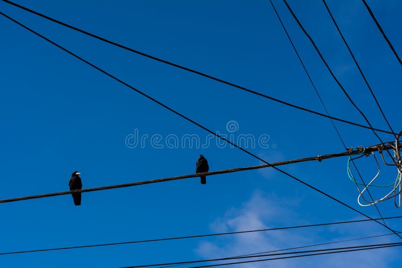 Crows Keeping Social Distance on Wire Stock Photo - Image of beak, bird ...