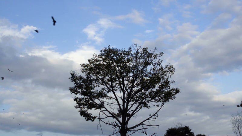 Crows leaving a tree stock footage. Video of dramatic - 51863404