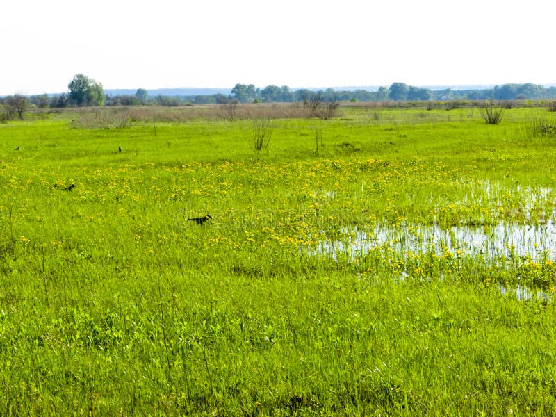 Crows in a marsh stock image. Image of carrion, mills - 77846615
