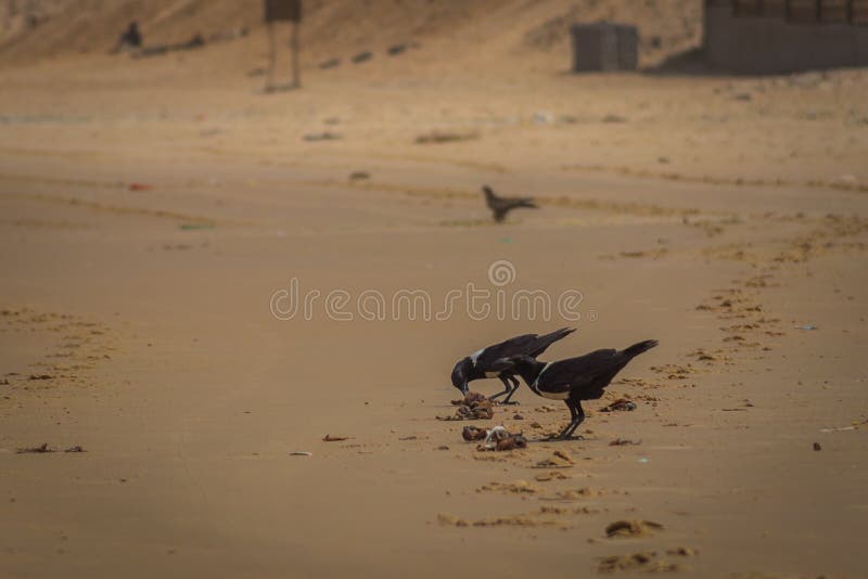 Crows during a meal stock image. Image of africa, environment - 186897269