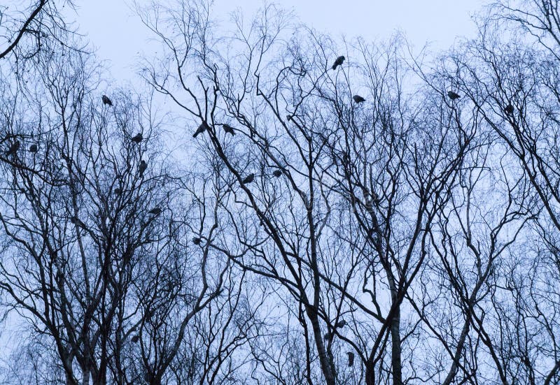 Crows in the morning stock image. Image of scenic, outdoor - 85525709