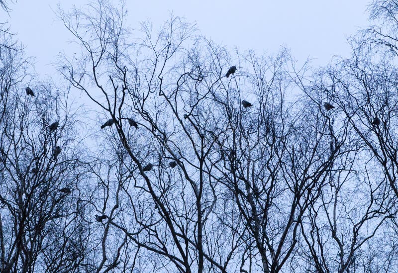 Crows in the morning stock photo. Image of stairs, forest - 85525738