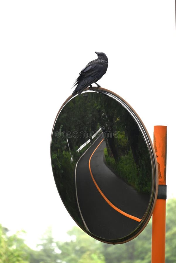 Crows in Natural Scenery. Wild Bird Background. Stock Image - Image of ...