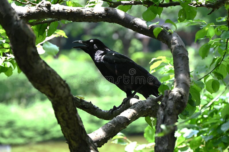 Crows in Natural Scenery. Wild Bird Background. Stock Photo - Image of ...