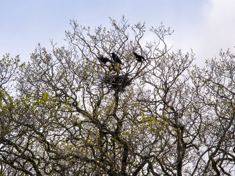 Crows Nest Highway, BC Canada. Stock Photo - Image of house, gate: 32028532