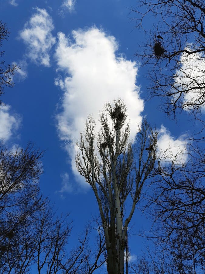 Crows Nest on a Tall Tree in the Park Stock Photo - Image of family ...