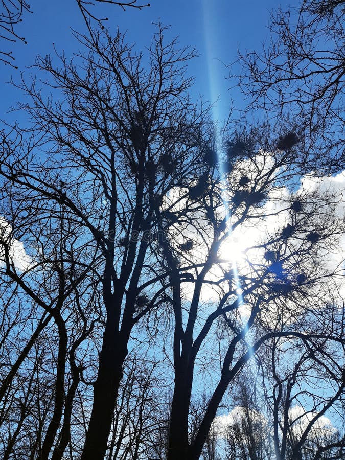 Crows Nest on a Tall Tree in the Park Stock Photo - Image of flock ...